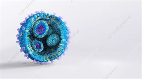 Lipid Nanoparticle Structure Illustration Stock Image F043 2414
