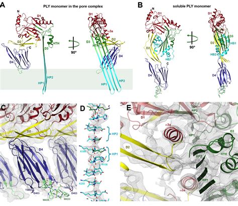 Cryoem Structures Of Membrane Pore And Prepore Complex Reveal Cytolytic