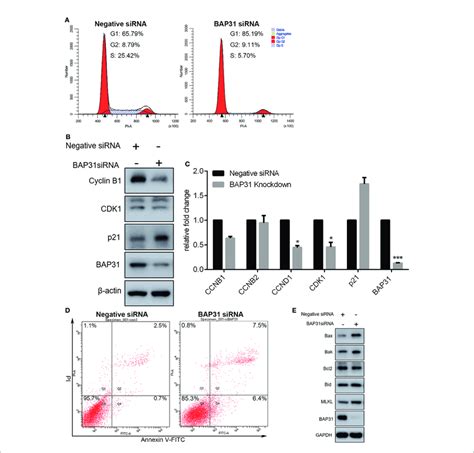 Cell Cycle Distribution And Apoptosis Induction Analysis In A549 Lung Download Scientific