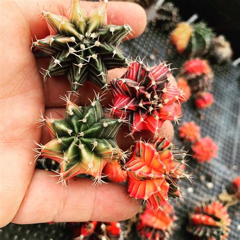 หลากสีสันทีคัดสรร Soniccactusfarm Sonic Cactus Farm Facebook