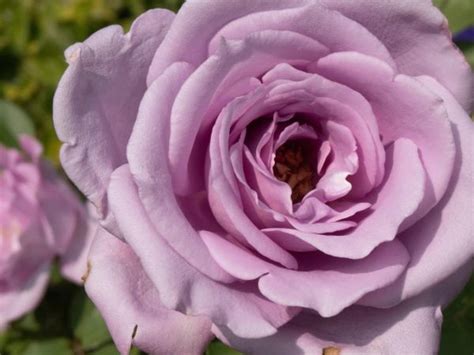 Růže Blue Girl® Zahradnictví Spomyšl