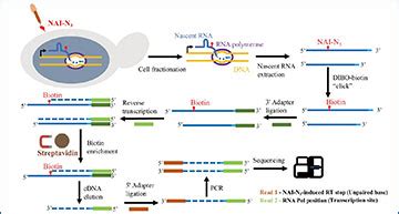 ESPET Seq Genome Wide Probing Of Eukaryotic Nascent RNA Structure RNA Seq Blog