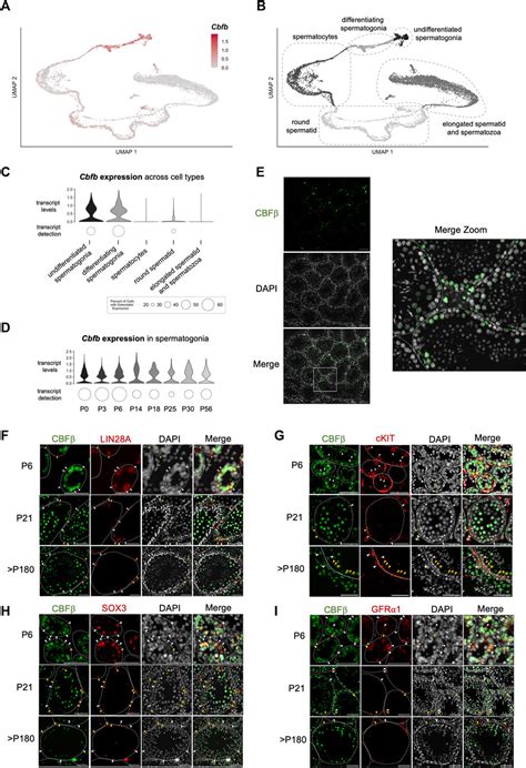 Frontiers Core Binding Factor Subunit β Plays Diverse And Essential Roles In The Male Germline