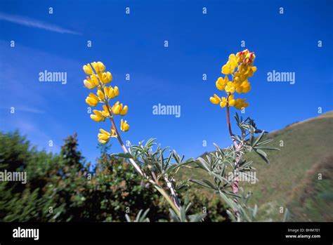 Yellow Bush Lupine Lupinus Arboreus In Bloom North American Wild