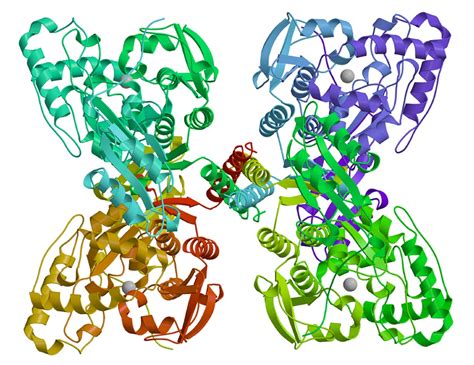 The Amazing Phenylalanine Hydroxylase