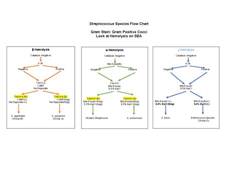 Streptococcus Species Flow Chart Agalactiae S Pyogenes Group B Group A Hemolysis Catalase
