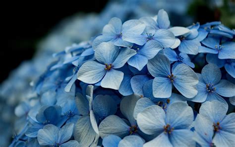 Hydrangea Computer Wallpapers Wallpaper Cave