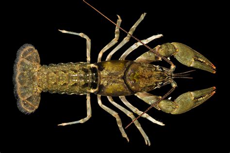 Hiwassee Headwaters Crayfish Nc Wildlife