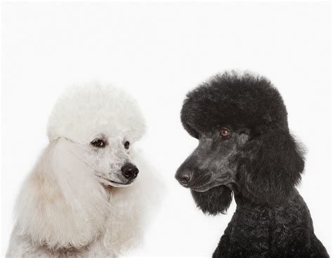 Pudlica Elegantna Profinjena I Inteligentna Pasmina