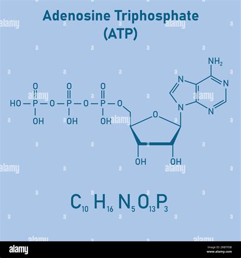 Chemical Structure Of Adenosine Triphosphate Atp C10h16n5o13p3