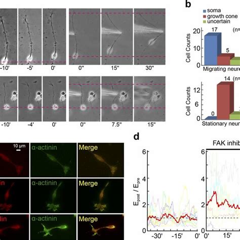 The Role Of Substrate Adhesion In Neuronal Migration And Force