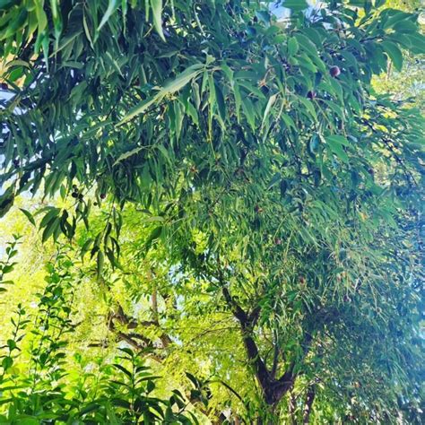 Trees That Start With B USA Garden Hub