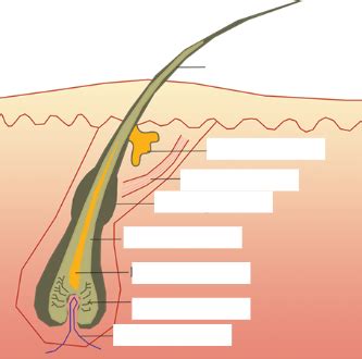 Hair Diagram Diagram Quizlet