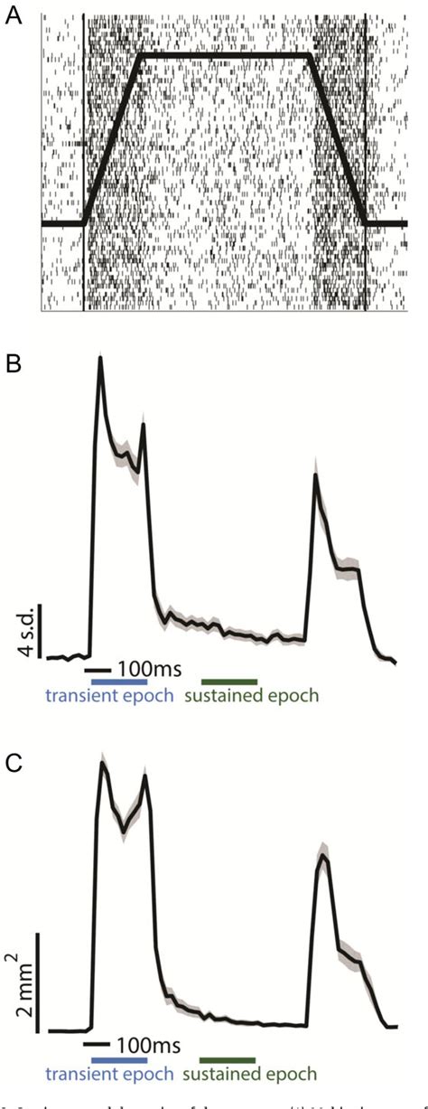 Figure 3 From Neural Coding Of Contact Events In Somatosensory Cortex Semantic Scholar