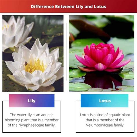 water lily vs lotus a guide to their similarities and 51 off