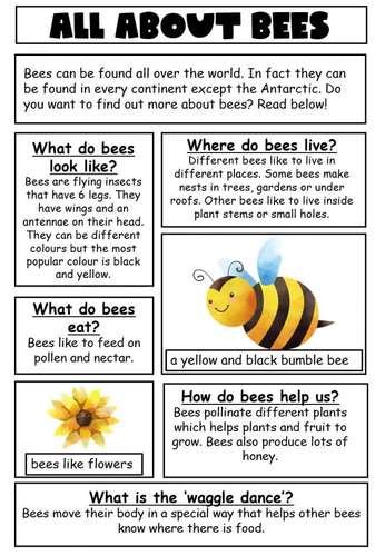 Bees Non Chronological Report Differentiated Printable Activity Tpt