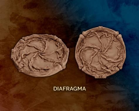 Diafragma 3d Print Model Download Free