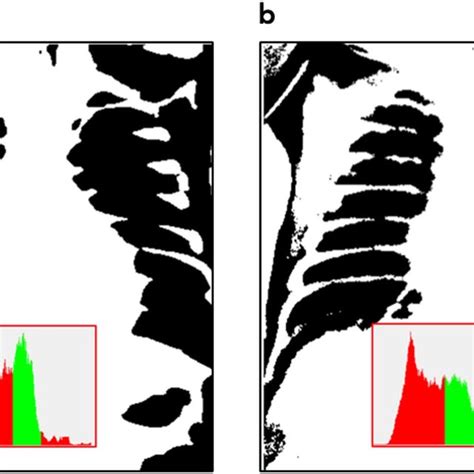thresholded binary images indicating pixel intensities corresponding to