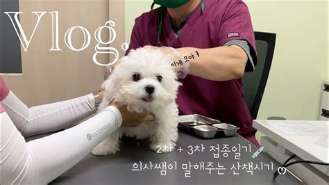 강아지 접종 Vlog 래미 2차 3차 접종했어요 ෆ 그리고 강아지 산책시기 알려드릴게요 🐶 Youtube