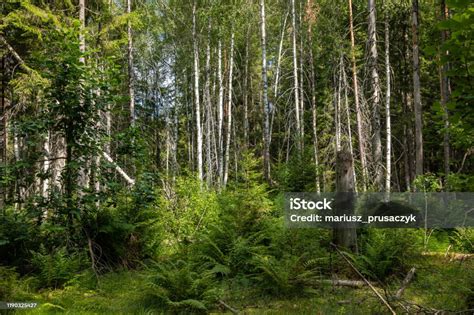 쿠르젠라카 국립공원 자연 트레일 여름철에 녹색 숲 투르쿠 핀란드 북유럽 자연 풍경입니다 스칸디나비아 국립 공원 0명에 대한 스톡 사진 및 기타 이미지 Istock