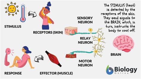 Examples Of Response To Stimuli In Nature And Humans