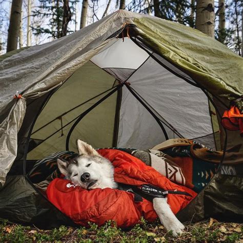 Очередная собака у которой жизнь лучше чем у Наша Чудесная Планета Наука и факты