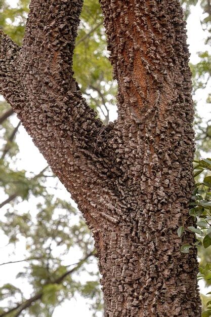 Premium Photo Textured Trunk Of Angiosperm Tree