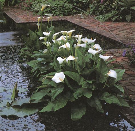 Хризантема в садах України Продаж купівля обмін та поради Калла біла🤍 Facebook