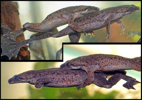 African Dwarf Frog Male Vs Female Vet Reviewed Differences With