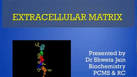 Extracellular Matrix