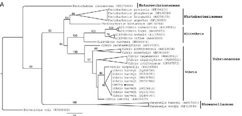 Simplified Dendrogram Based On The S Sm Coefficient And Upgma