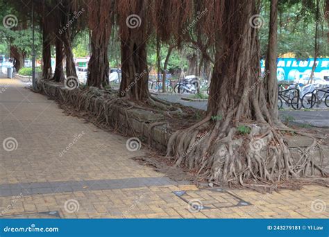 Roots Of A Mature Tree Cracking And Destroying The Sidewalk April Editorial Photo