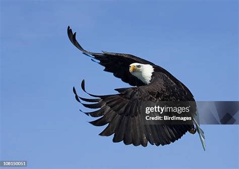 The Spread Eagle Photos And Premium High Res Pictures Getty Images