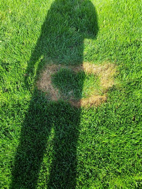 I Think This Is Ringworm Based Off Some Of The Dead Patches Ide Seen