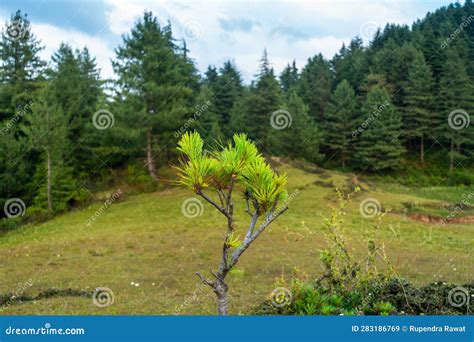 Meadows In The Himalayan Region With Pine And Deodar Cedar Tree Lines Uttarakhand India Stock