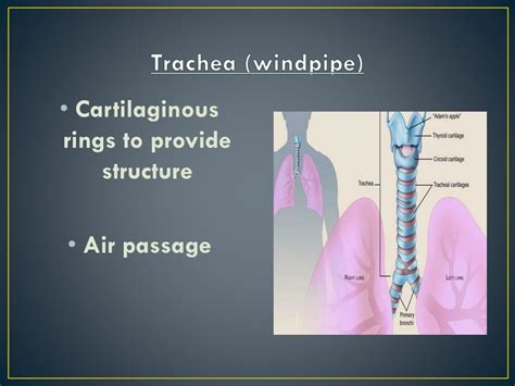 Ppt Understanding The Respiratory System Key Components And