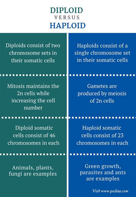 Difference Between Diploid And Haploid Pediaacom