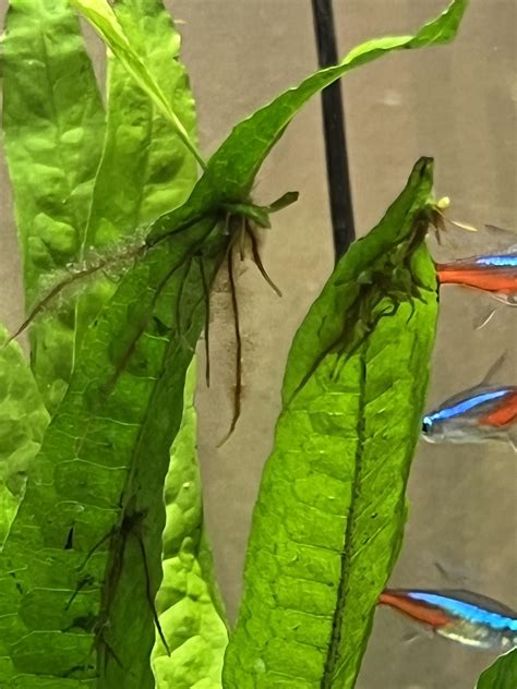 Is My Java Fern Propagating If So Is That A Sign Of Good Or Poor Is My Java Fern Propagating If So Is That A Sign Of Good Or Poor