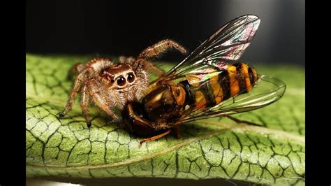 Facts That Prove Spiders Save Us All Youtube