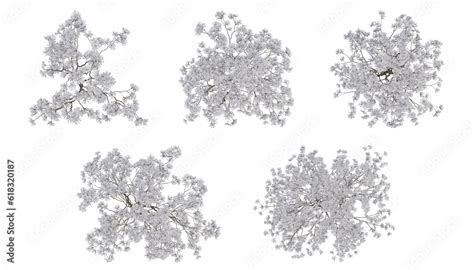 White Trees On Top View Isolated On Transparent Background D Plants D Render Illustration