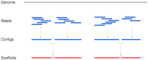 14 Questions With Answers In Contig Mapping Scientific Method