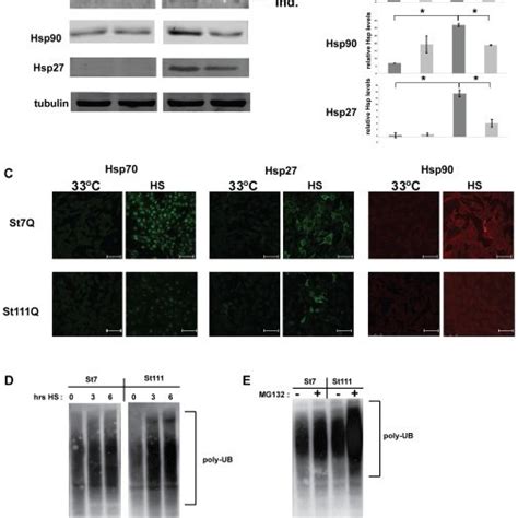 Reduced Hsf1 Levels In Cells Expressing Polyq Expanded Htt A Western Download Scientific