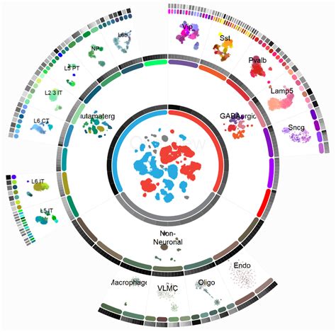 Visualization Brain Cell Data Center Bcdc