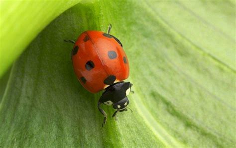 How To Identify Pill Bugs Faqs About Pill Bugs