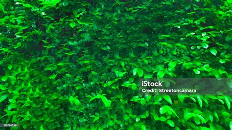 녹색 숲 식물 자연 잎 아름 다운 예쁜 배경 상징 기호 장식 Ornmanet 신선도 봄 꽃잎 로맨스 프로모션 판매 식물학 사랑 결혼식 제품 이벤트 0명에 대한 스톡 사진 및