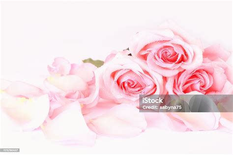 밝은 배경에 꽃잎과 옅은 분홍색 장미의 꽃다발 발렌타인 데이 엽서 배경 0명에 대한 스톡 사진 및 기타 이미지 0명 결혼식 꽃 식물 Istock