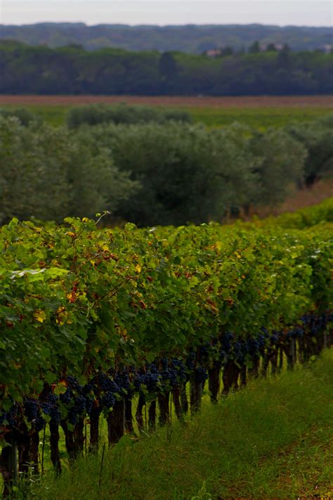 건조한 기후 경작 경치 좋은 전망 과수원 과일 생산 과일 재배 기후 나무 줄 남아메리카 녹색 단풍 농업 농업 산업 농지 높은 수확량 라틴 아메리카