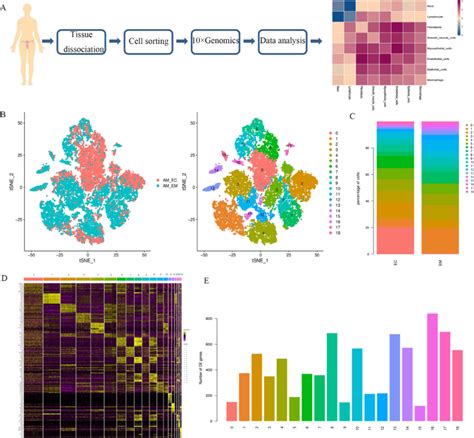 Integrated Single Cell Rna Sequencing Scrna Seq Analysis Of Patients
