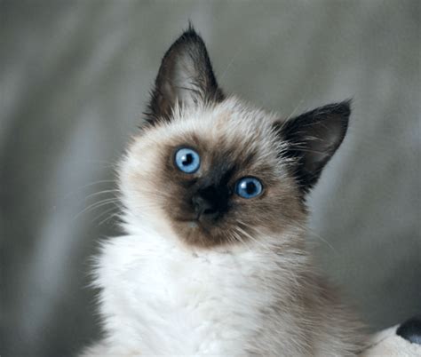 Balinese Kittens Balinese Kittens Myfurryfriends