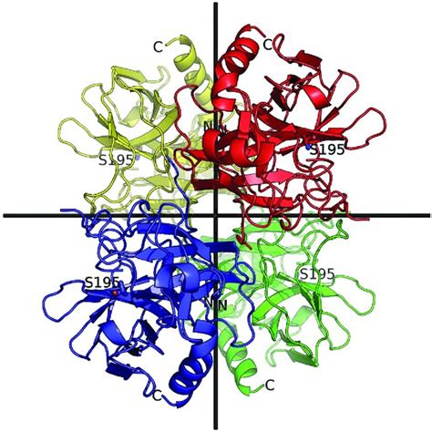 Pdf Crystal Structure Of Bovine Alpha Chymotrypsin In Space Group P65